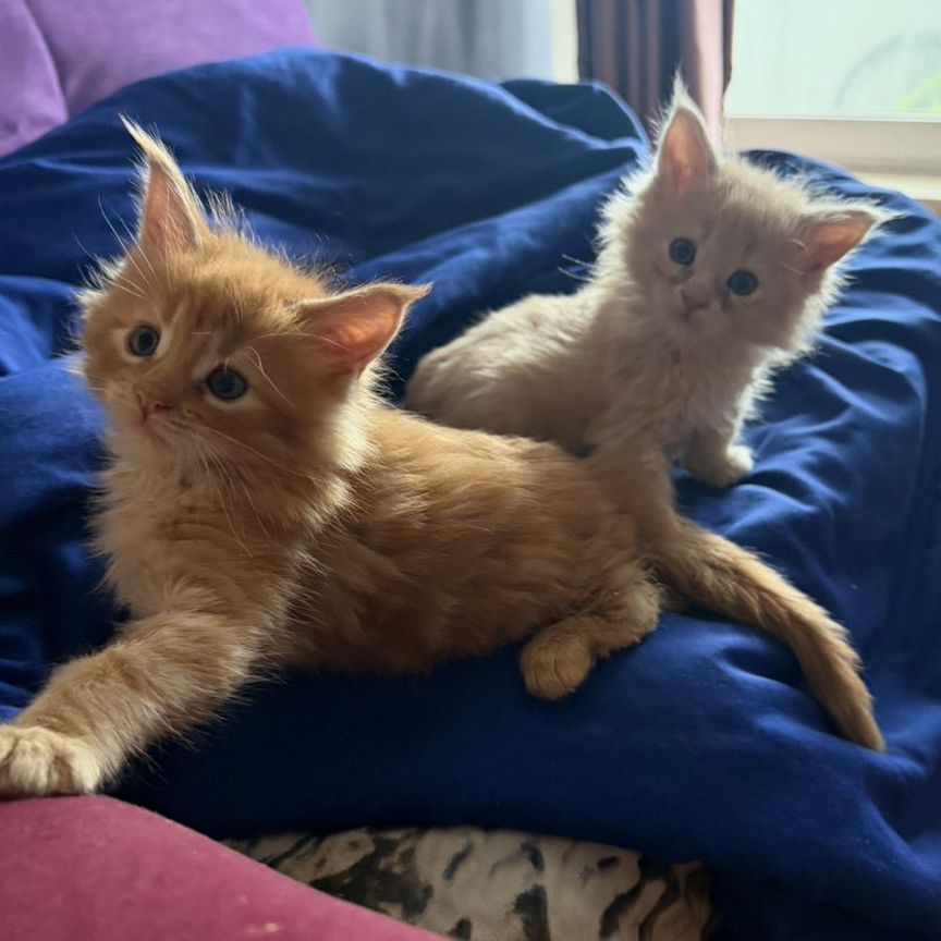 Мейн-кун котёнок