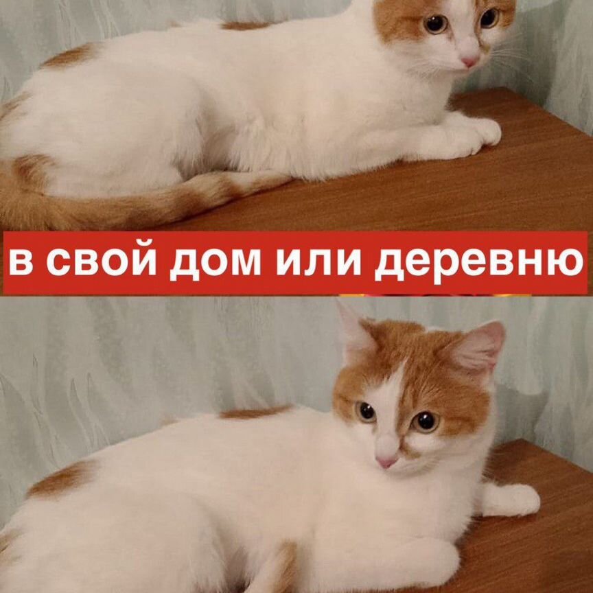Кошка солнышко в дом