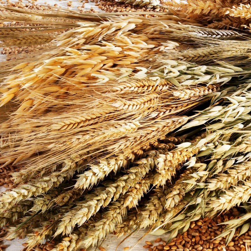 Зерно пшеница ячмень в мешках