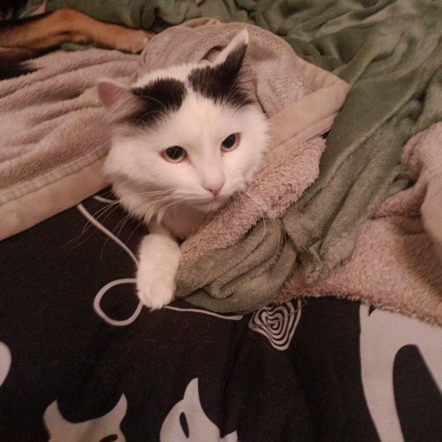 Кот тимошка,найден в сугробе кинyл сосед