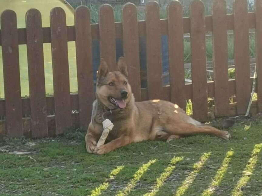 Отдам собаку в добрые руки