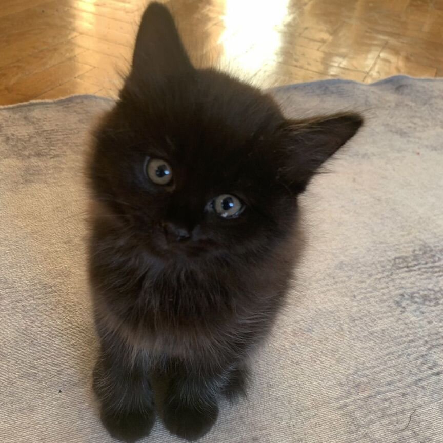 Котёнок в добрые руки