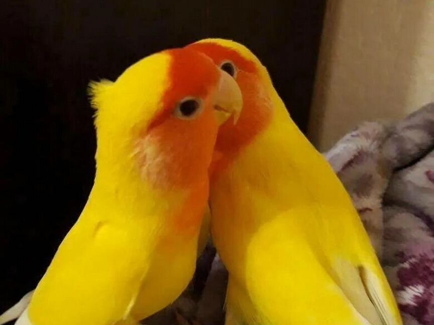 Попугай неразлучники с клеткой