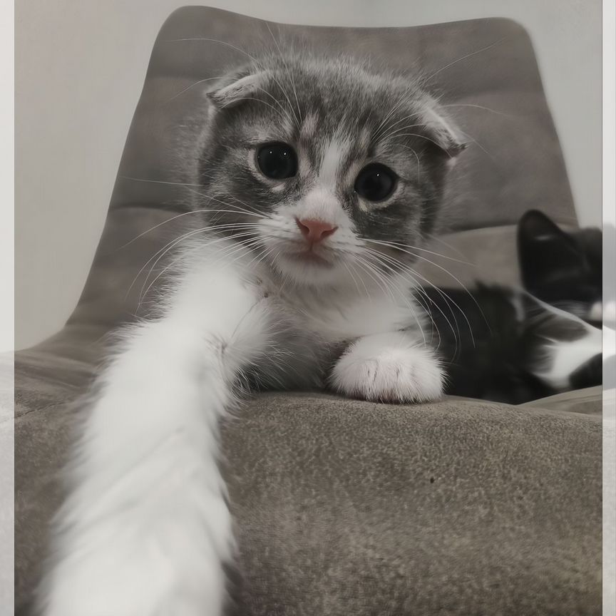 Котёнок в добрые руки