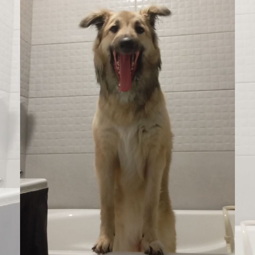 Щенок в добрые руки