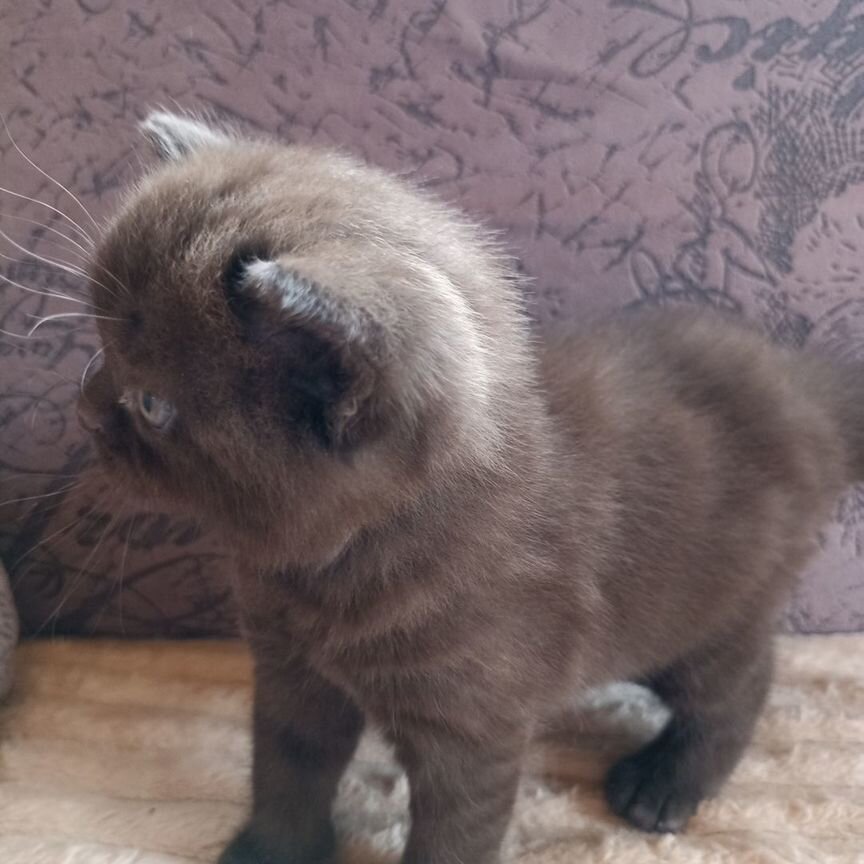 Котята продаются