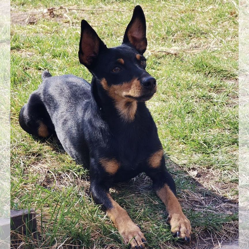 Цвергпинчер, взрослая собака