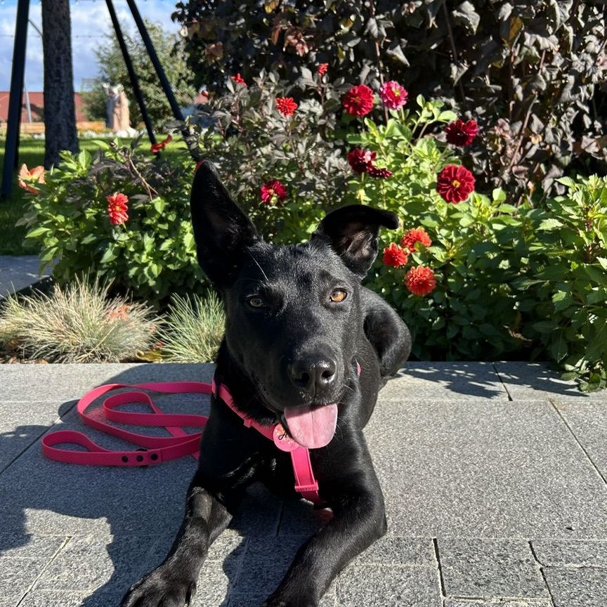 Маленькая полупородистая собачка в добрые руки