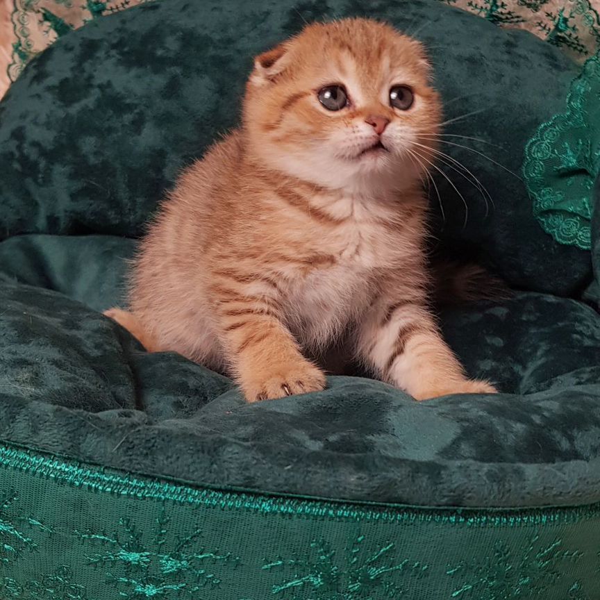 Шотландские котята
