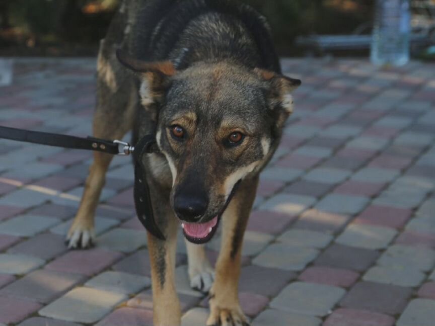 Собака улыбака ищет дом