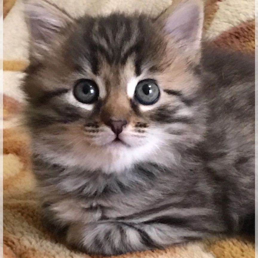 Котята в добрые руки бесплатно