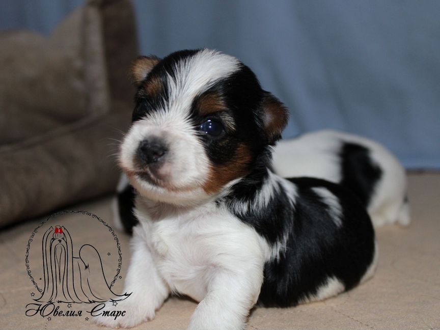 Бивер терьер