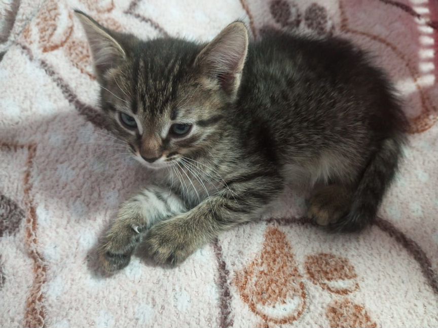Кошка