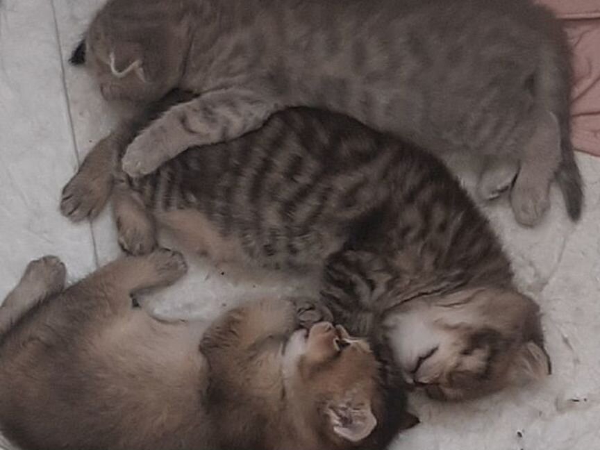 Шотландские котята