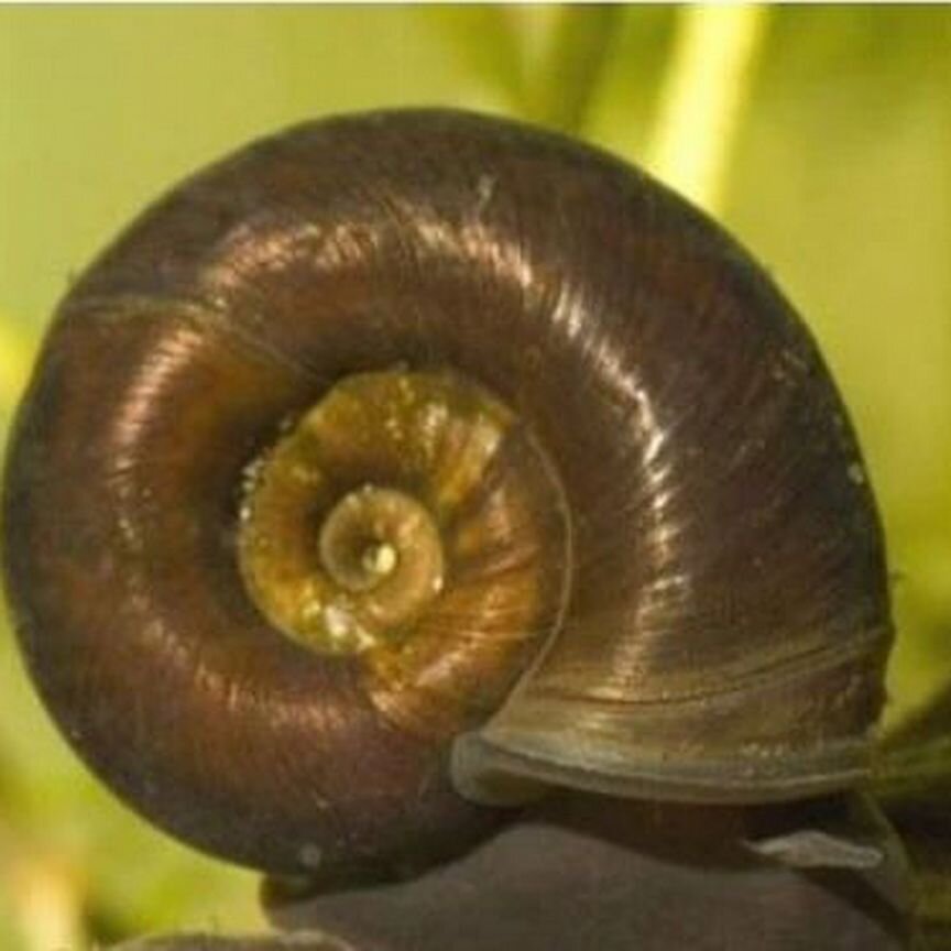 Улитка катушка бесплатно