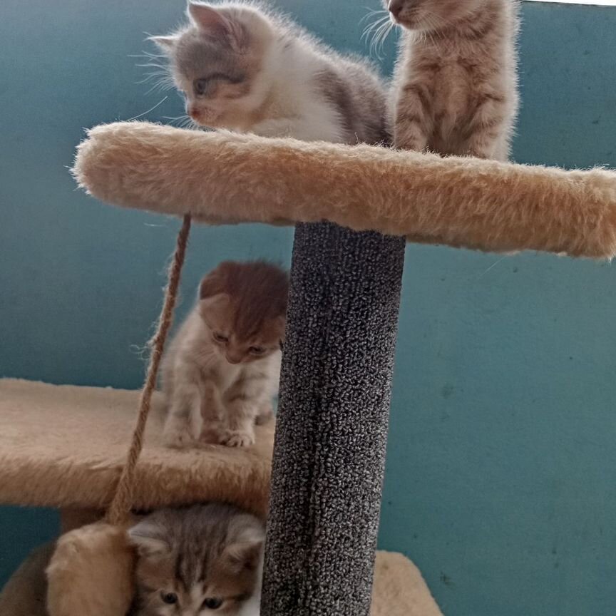 Котята Шетландские вислоухие