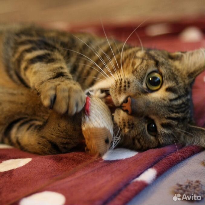 Мурза кот в добрые руки бесплатно в дар