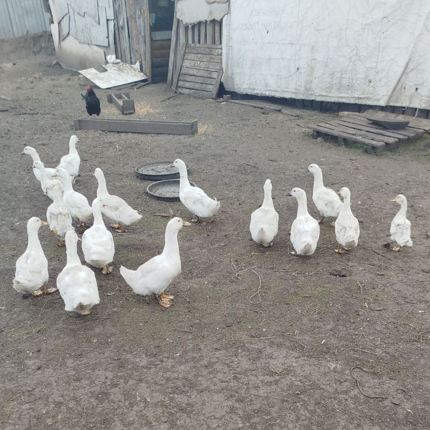 Утки