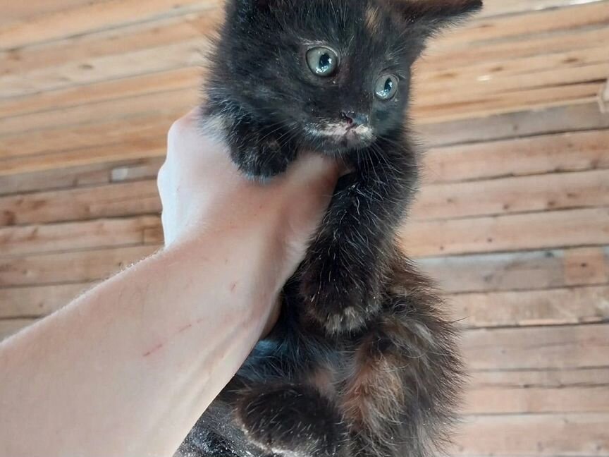 Смешной котенок с "усами"