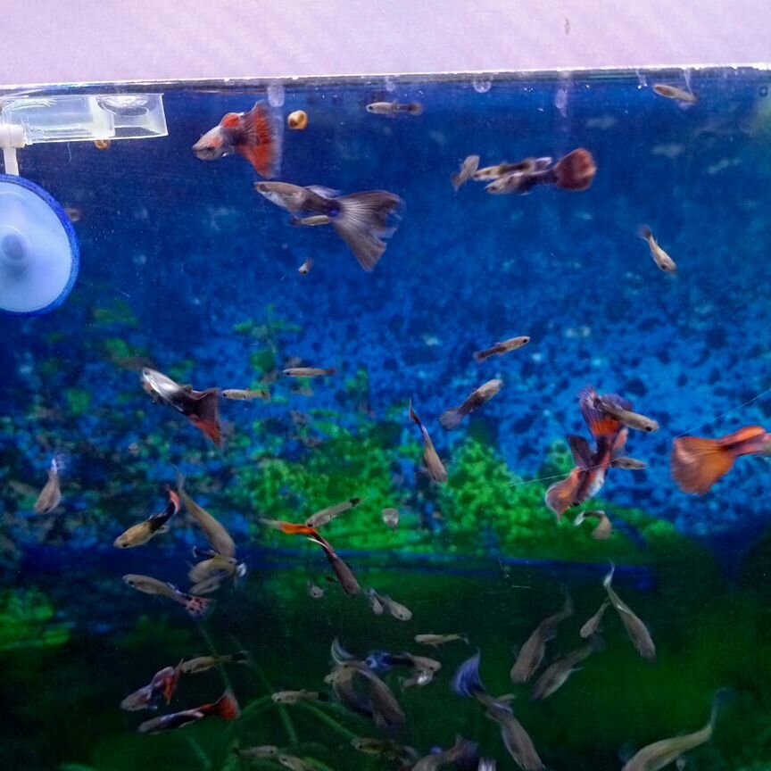 Украшение для аквариума