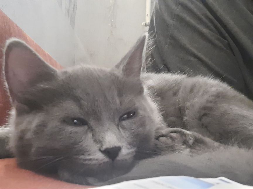 Котёнок в добрые ручки бесплатно
