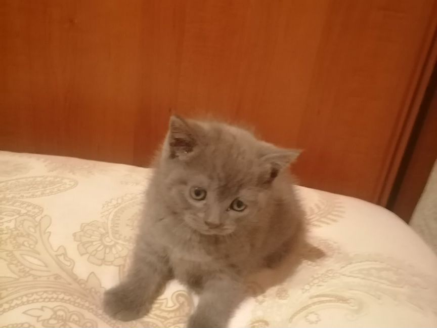 Британская