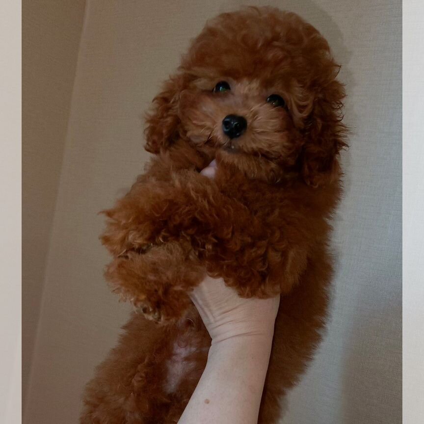 Той-пудель, щенок