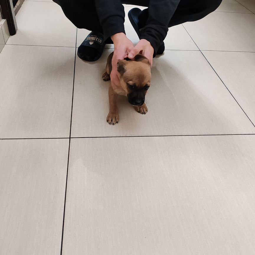 Щенки чихуахуа смесь