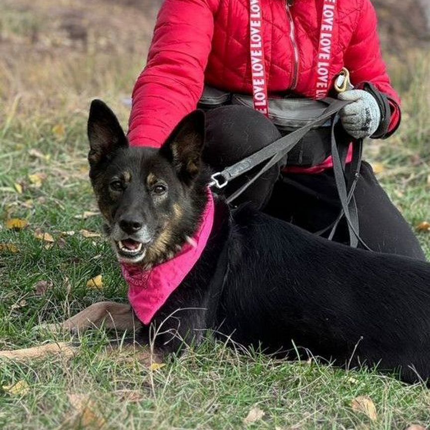 Собака Душа для души