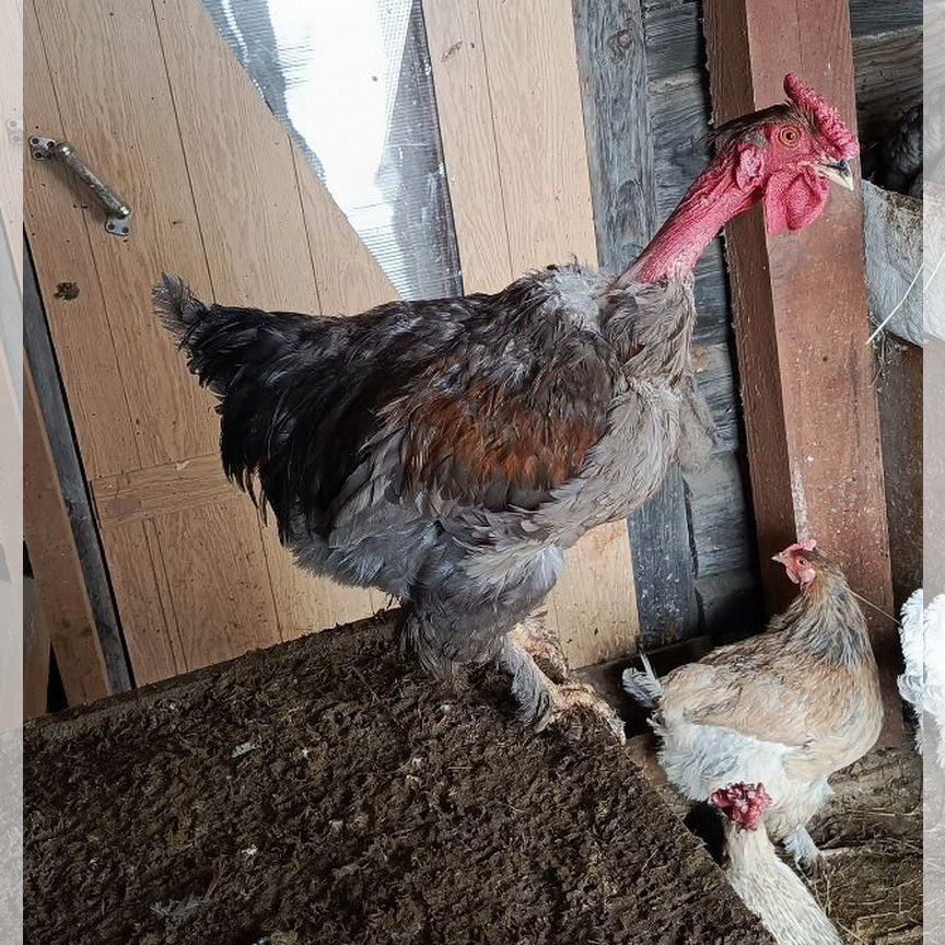 Петух голошейки