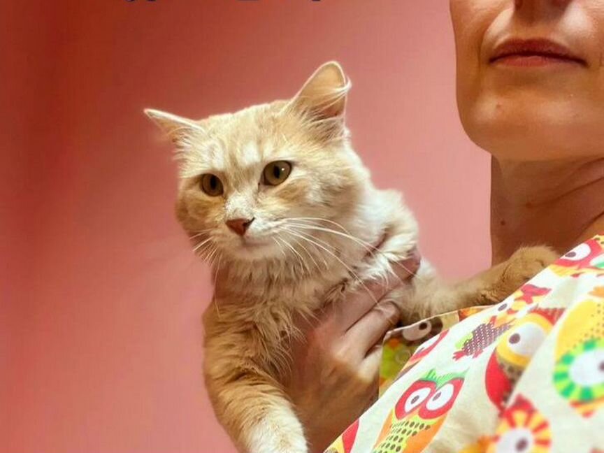 Котик ищет дом