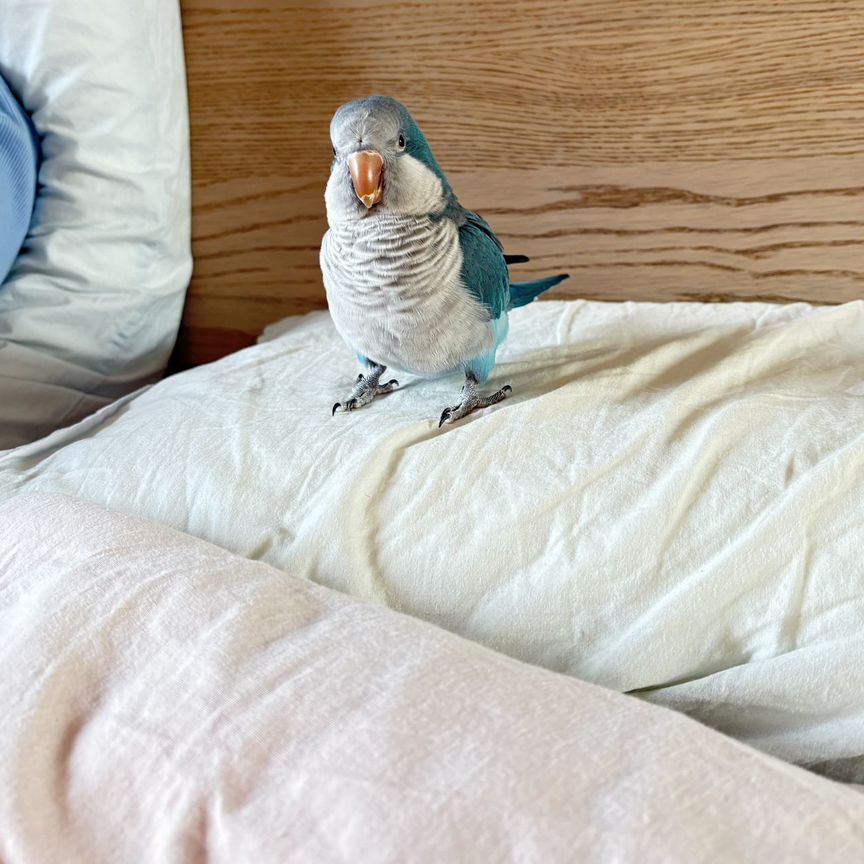 Попугай монах квакер калита выкормыш