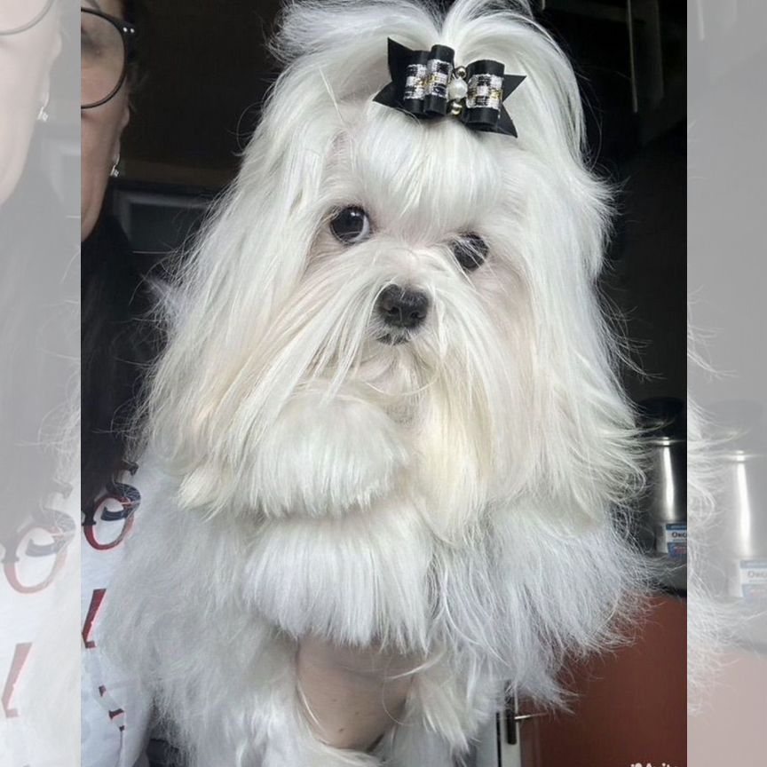 Мальтийская болонка, щенок