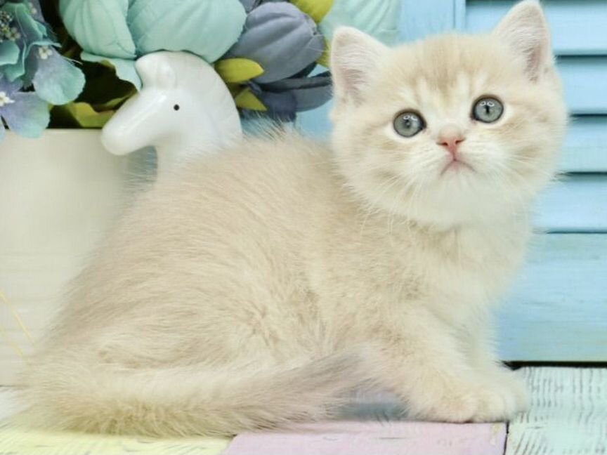 Британский котик шоу лиловая золотая шиншилла су12