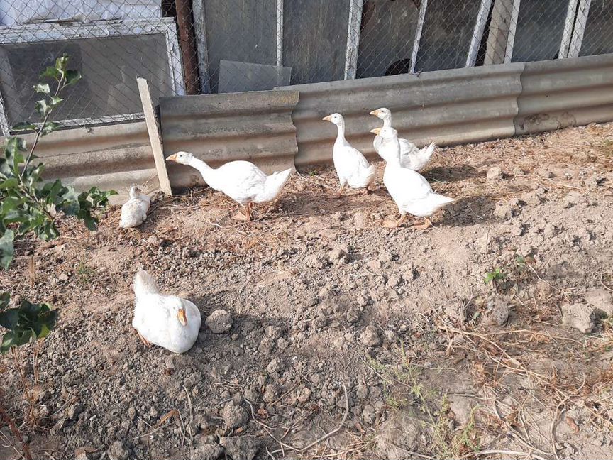 Гуси и индоутки