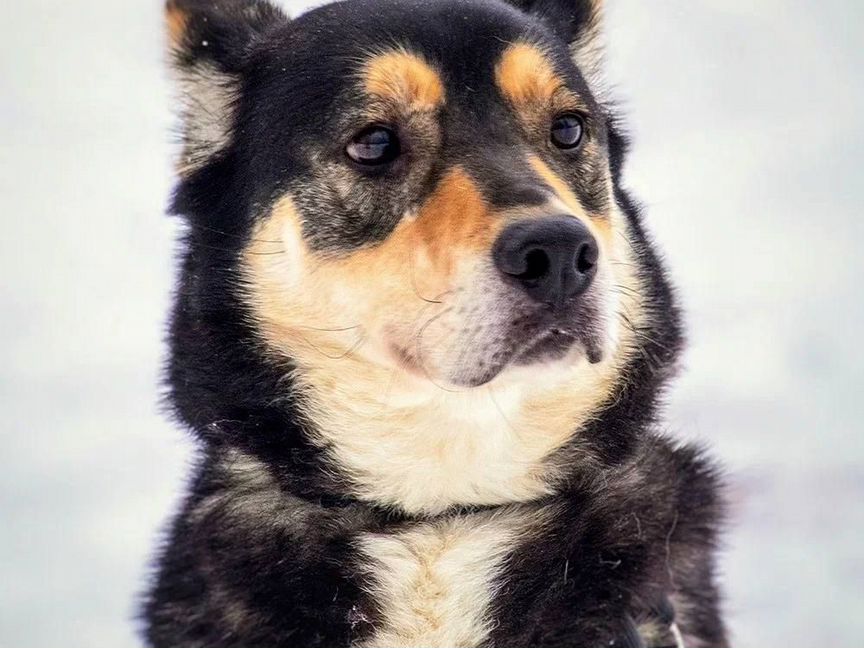 Плюшевый Френки ищет хозяев