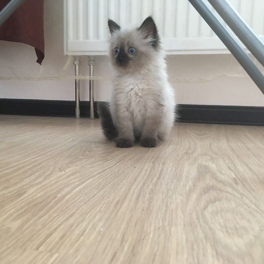 Отдам в добрые руки