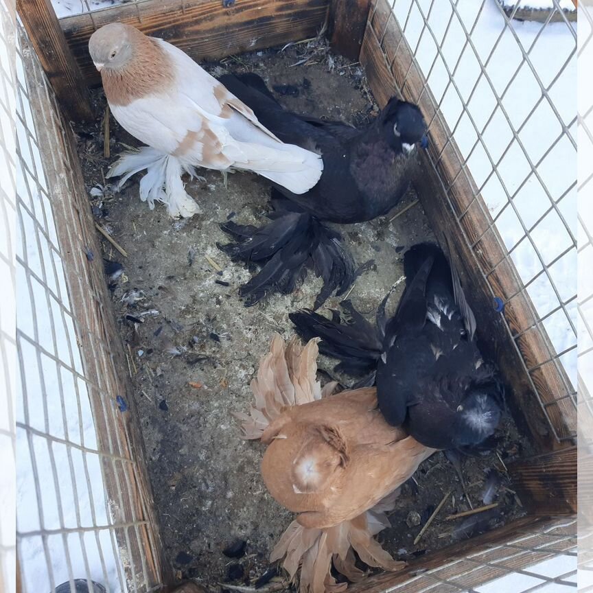 Продажа голубей