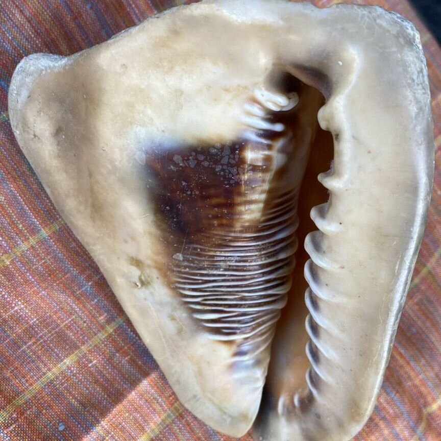 Ракушка морская большая