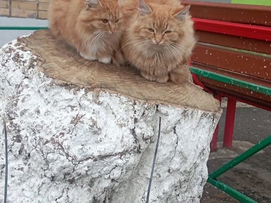 Подкинули к подьезду рыжих котиков,нужна помощь