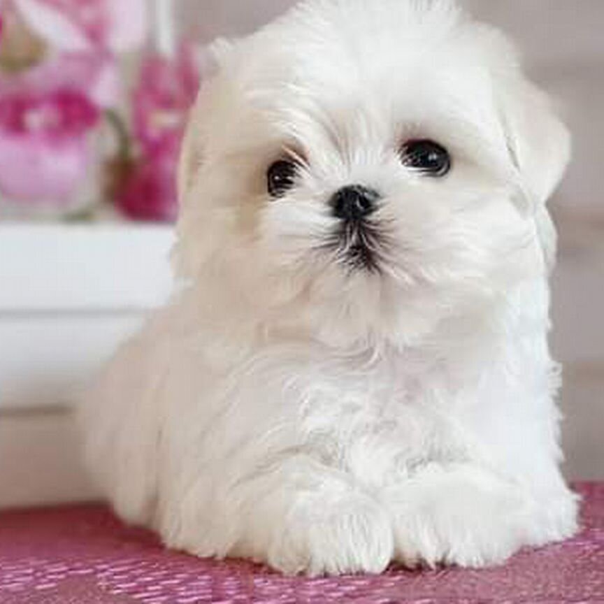 Принцесса белоснежка, мальтезе