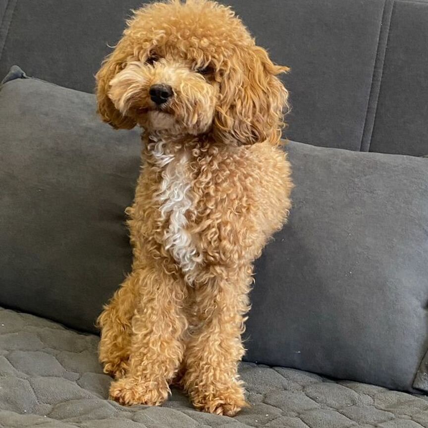 Мальтипу, взрослый пёс