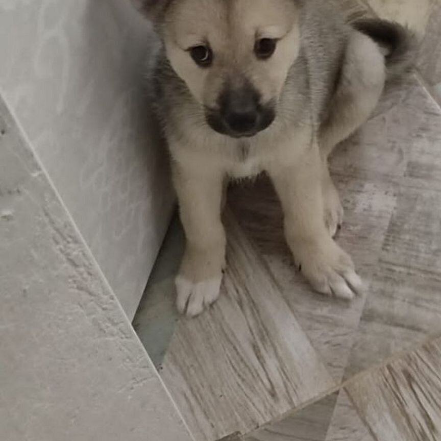 Щенки акиты