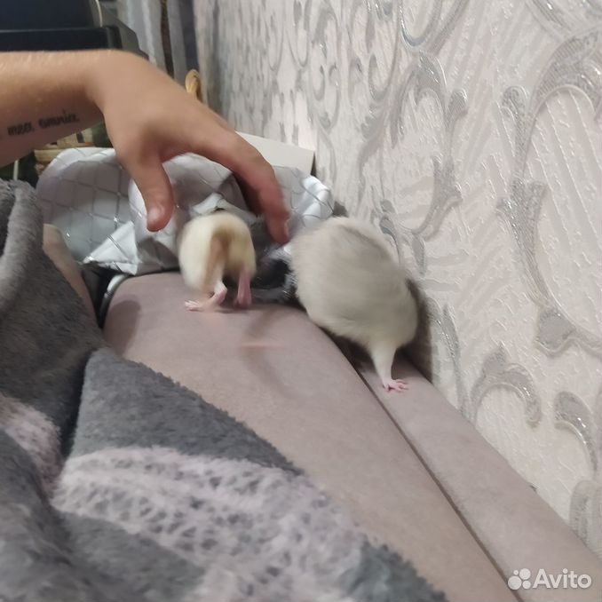 Декоративные крыски