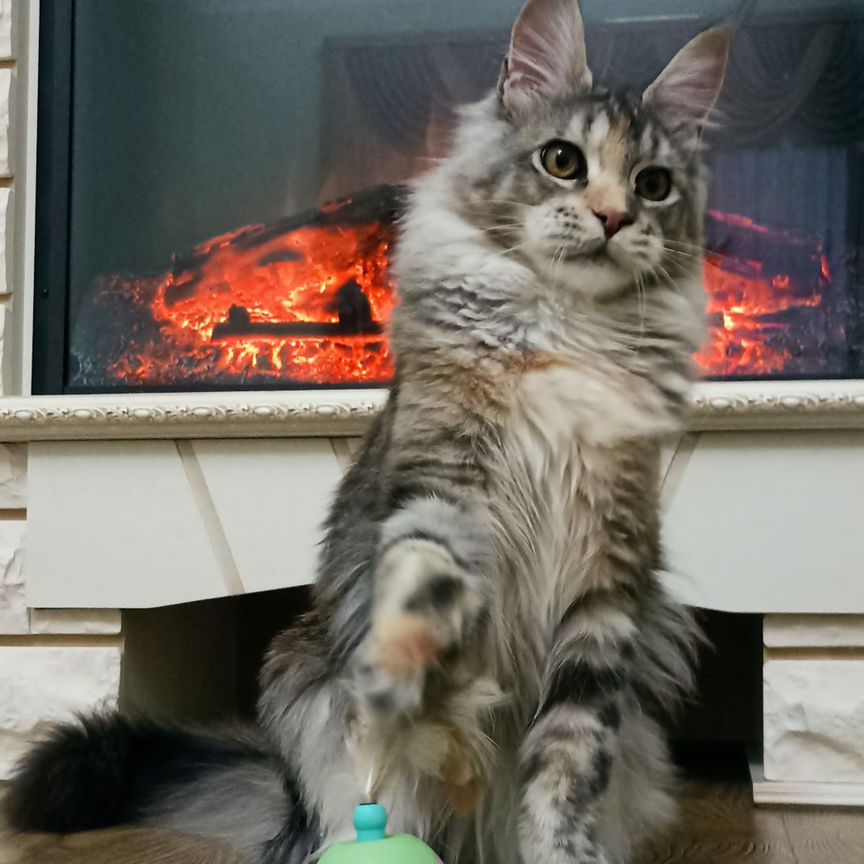 Котята мейн-кун, девочки из питомника