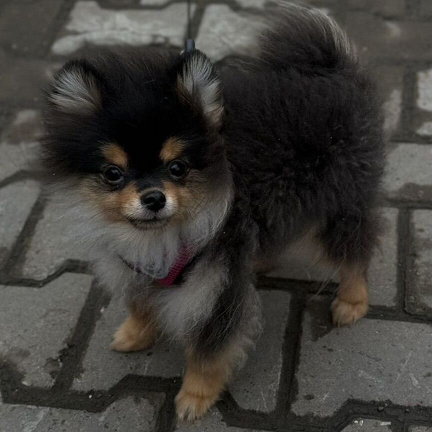 Померанский шпиц, щенок