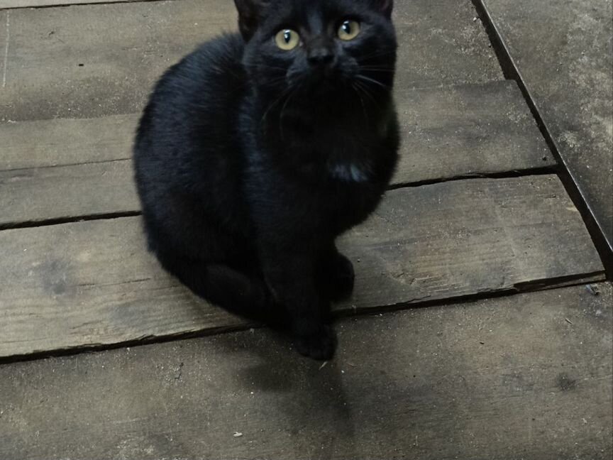 Котенок бесплатно