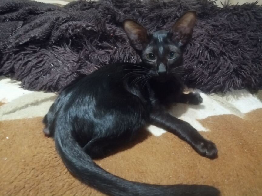 Ориентальная кошка