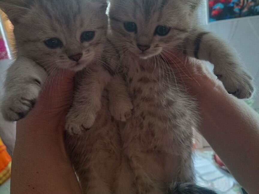 Британские котята короткошерстные