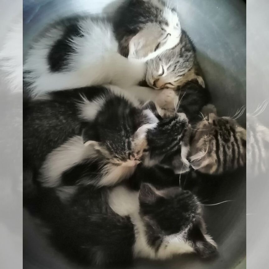 Котята в добрые руки бесплатно